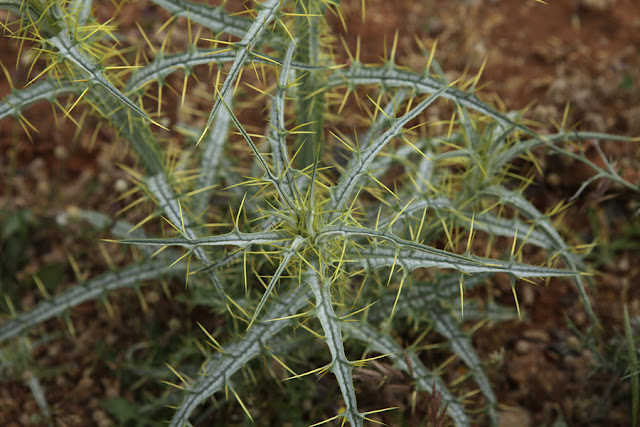 del MEDITERRÁNEO: GREECE. ELLADA. CRETE. CHANIA Prefecture. KALIDES ...
