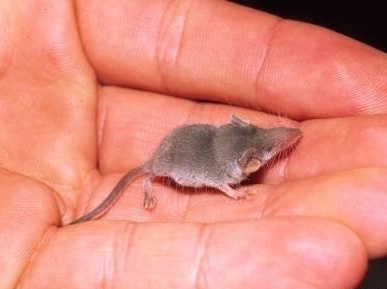 Biointeratividade: Musaranho pigmeu o menor mamífiro do mundo!