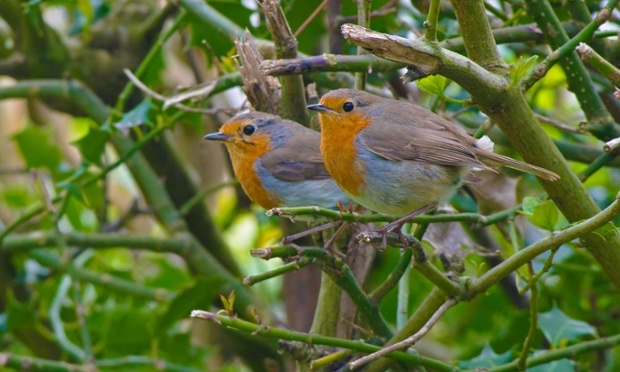 BARRY the BIRDER: Robin wins vote as UK's national bird