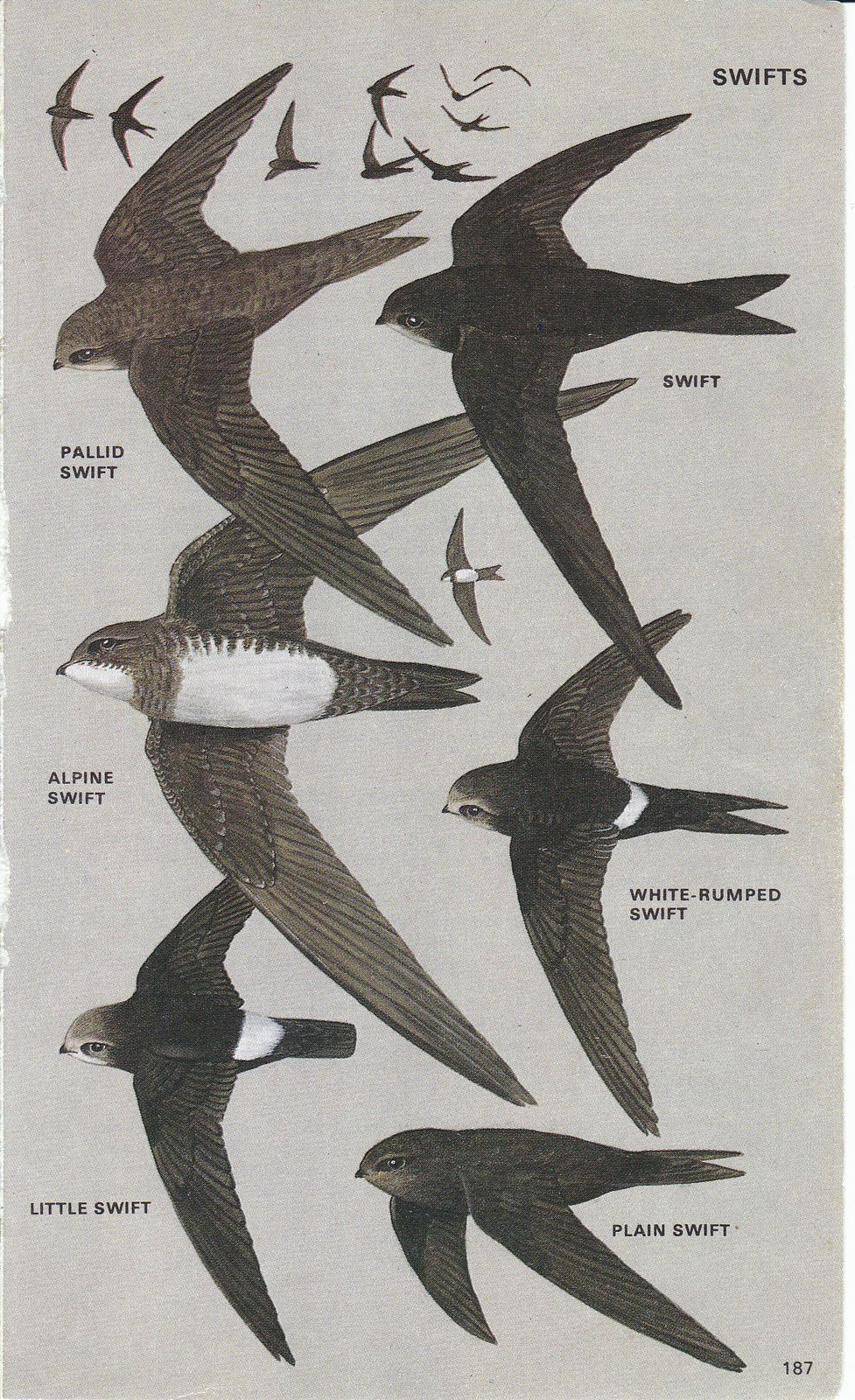 swifts | Swift bird, Birds, Pet birds