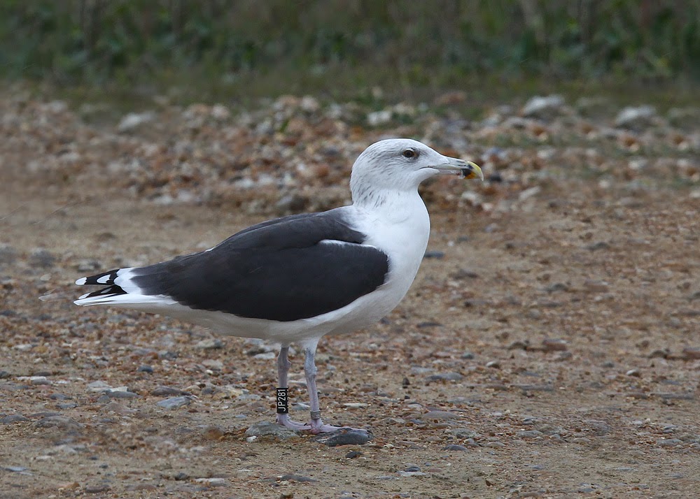 Richard Smith - Birdwatching Days Out: Audouin's Gull, 2nd winter and ...