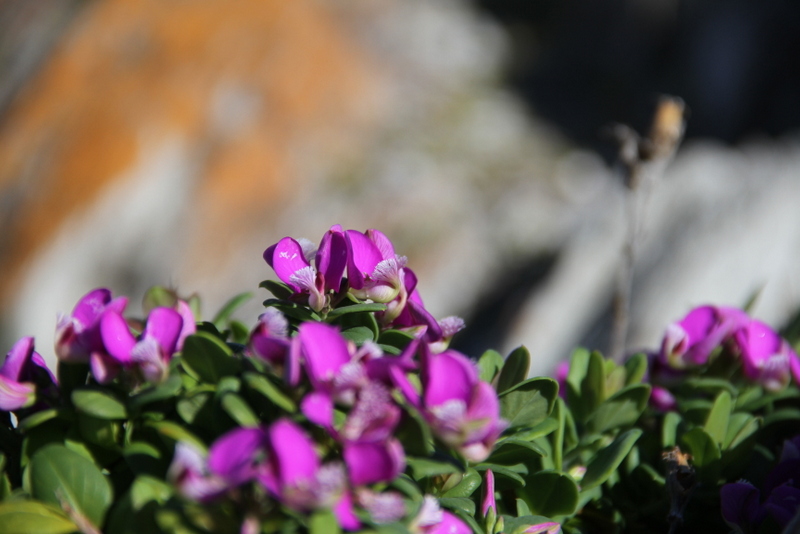 Under our own olive tree: Oubos