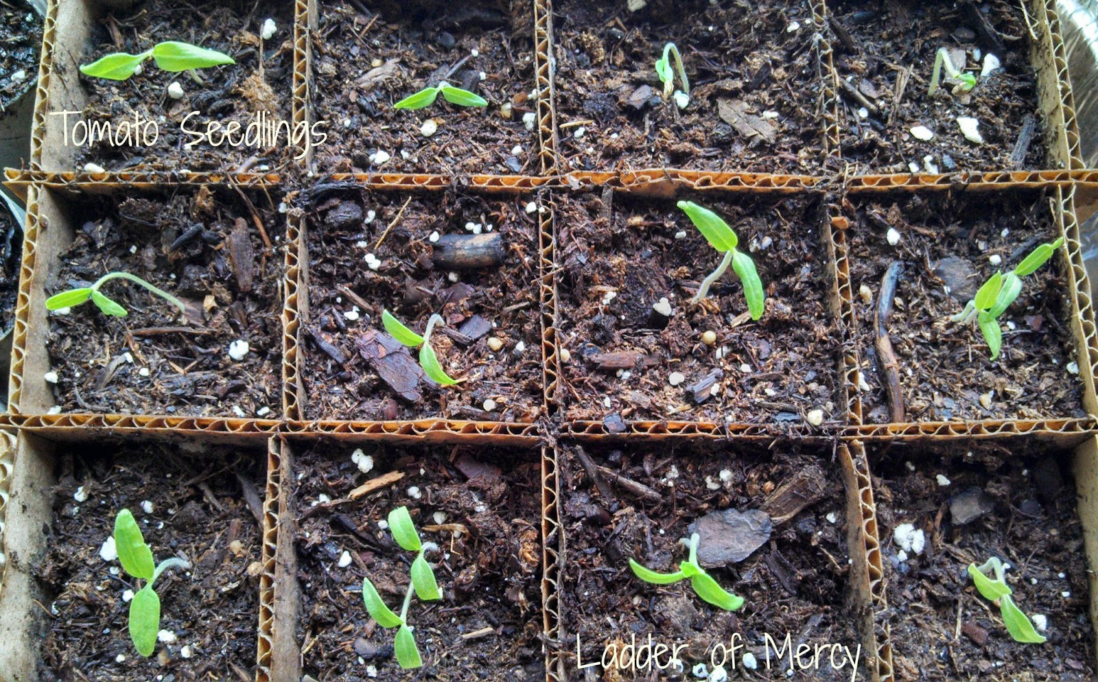 Ladder of Mercy: Starting Vegetable Seeds and Tracking Seed Germination ...