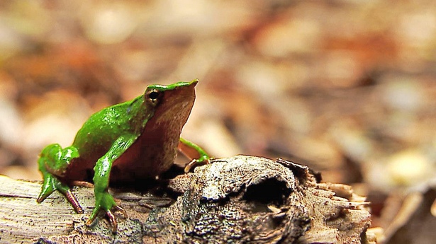 Noticias Ambientales Internacionales: Las ranitas de Darwin en peligro ...