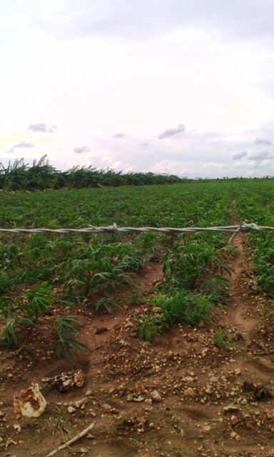Manatí, querido Manatí...: Priorizan en Manatí siembra de cultivos de ...