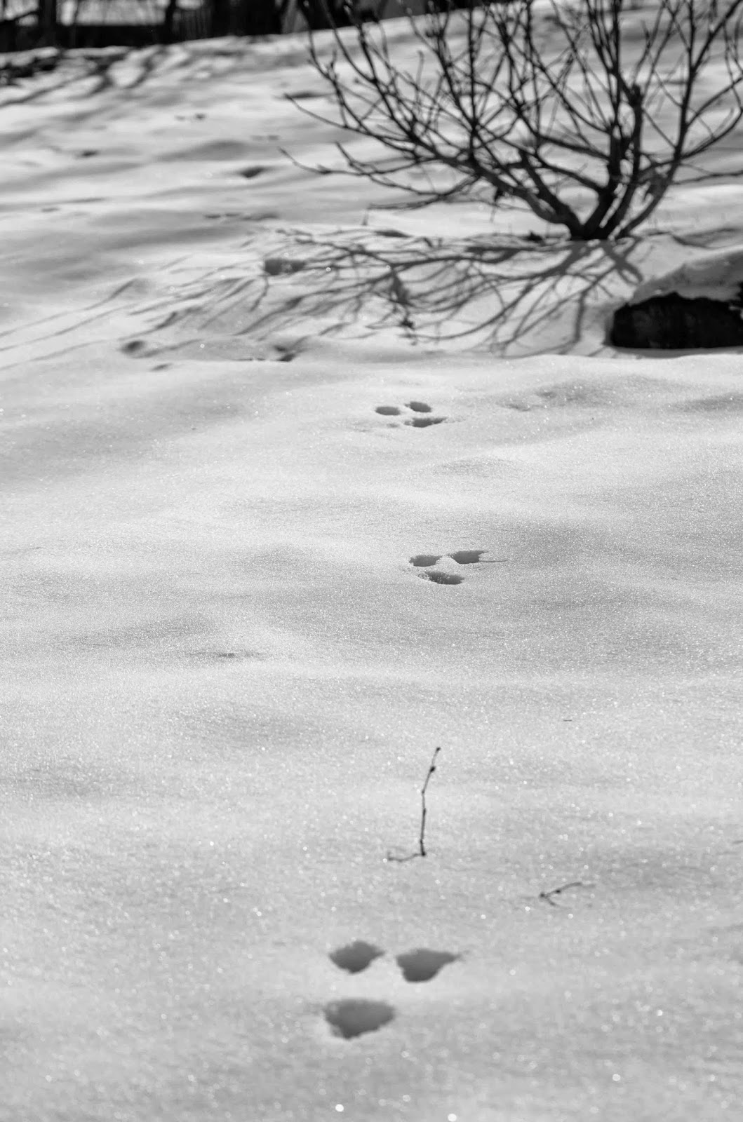 Savoring Servant: Rabbit tracks