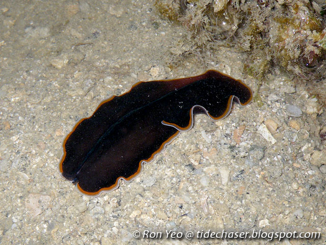 tHE tiDE cHAsER: Flatworms (Phylum Platyhelminthes) of Singapore
