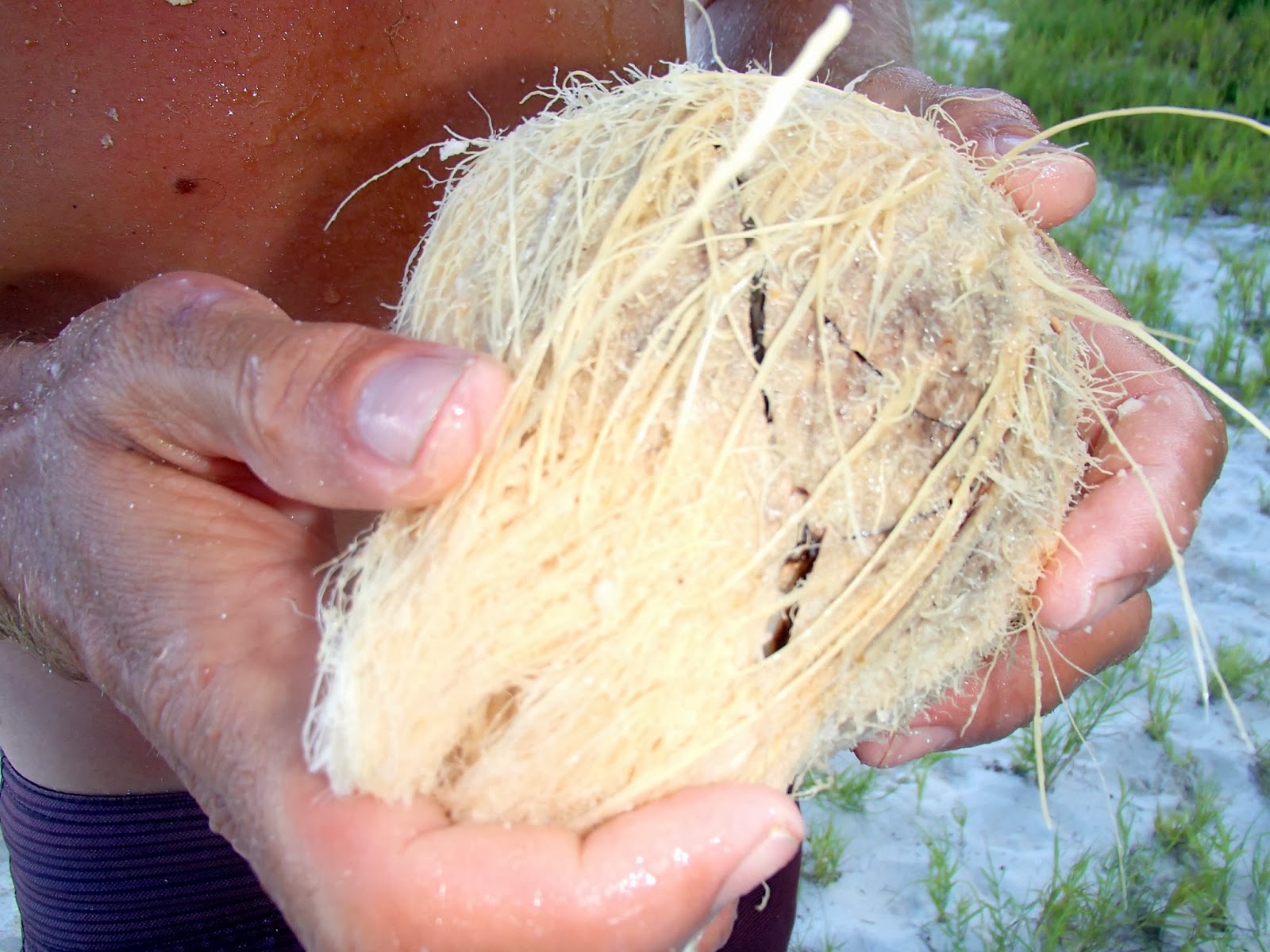 Windtraveler: Cracking Open Coconuts: A Surefire Way for Men to Go Native