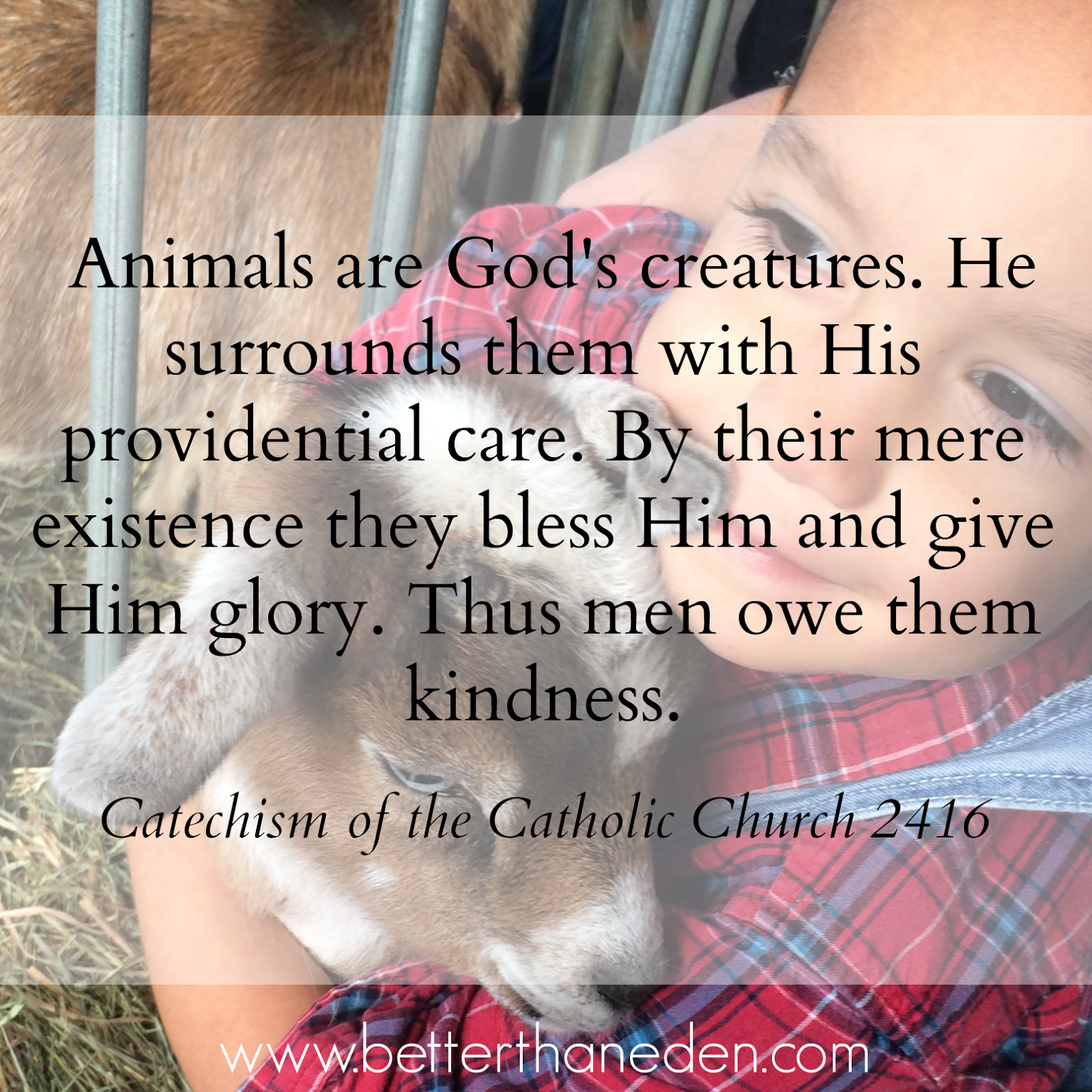 What Catholics Believe About Animals - Mary Haseltine