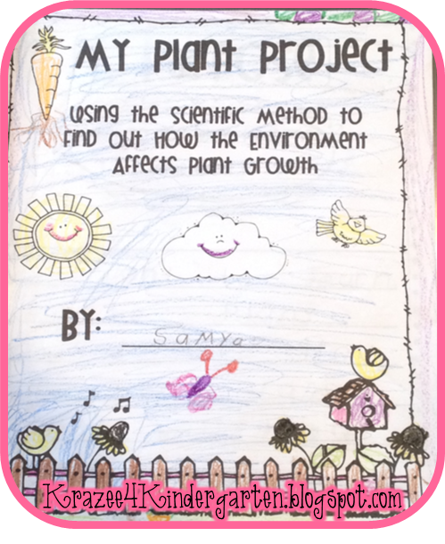 Krazee 4 Kindergarten: Plant Reports- Sprouting Seeds in a Glove!