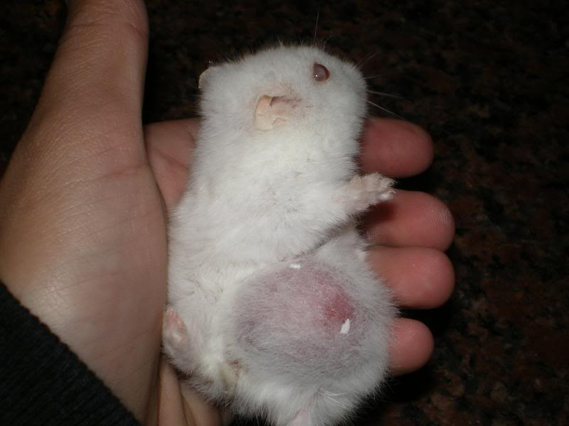 Hamstercitos :3: Los Tumores en los Hamters