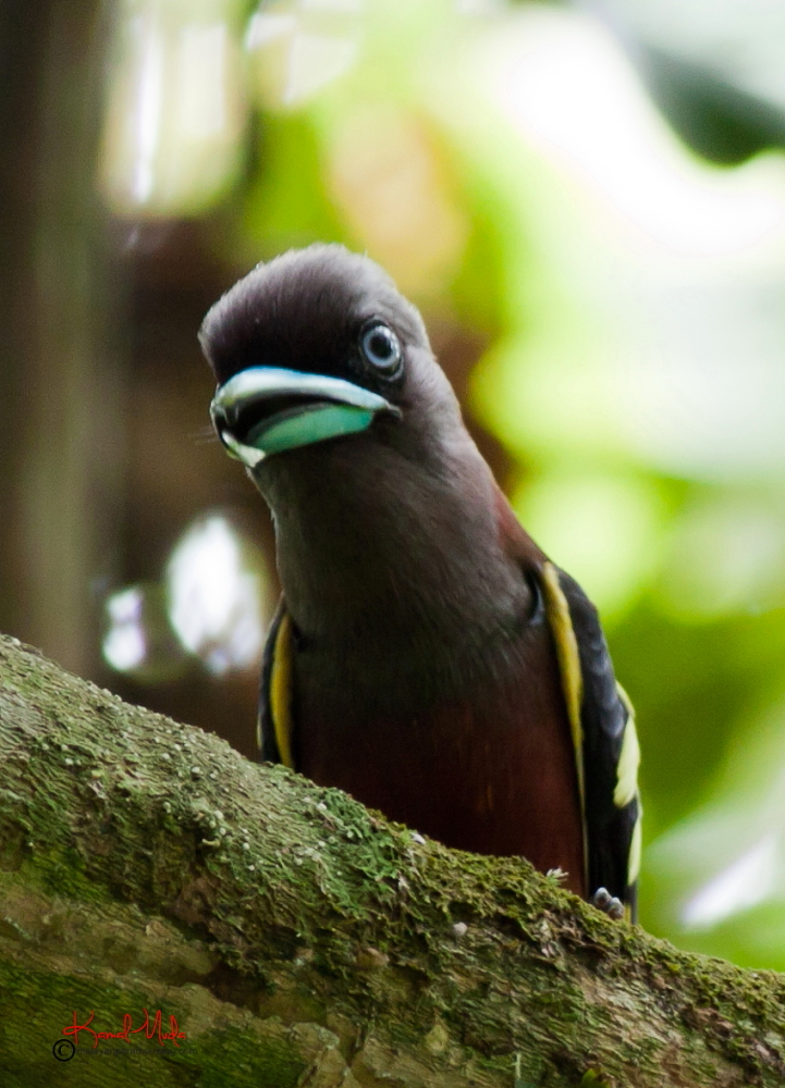 SOUTH EAST ASIA BIRDS - Malaysia birds paradise: Banded Broadbill ...