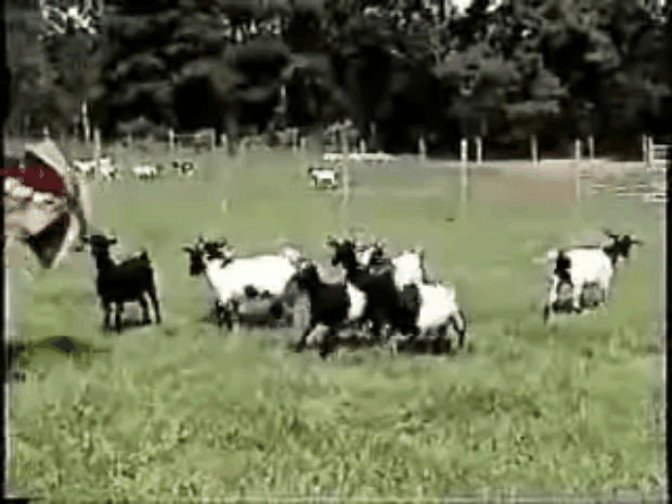 JOSEPH CACERES: LLEGO EL CHIVATO