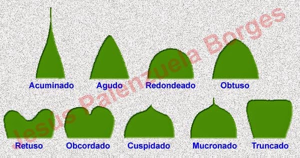 Jesus Palenzuela Borges: Glosario Botánico