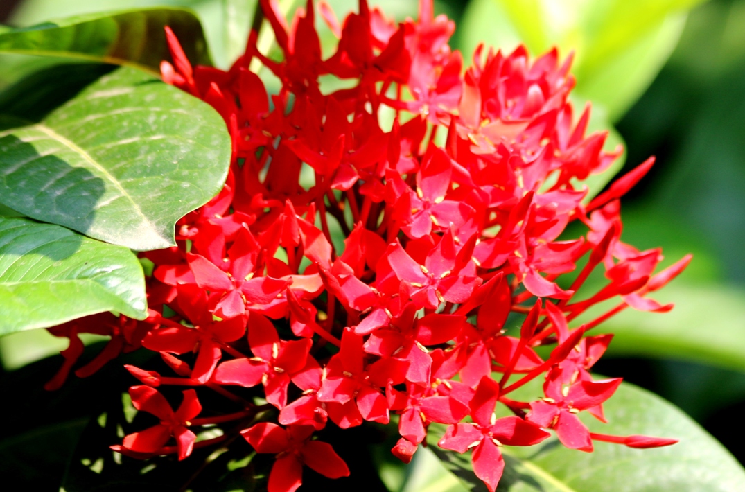 Cherishing India.....: Flowers of Odisha: part I......