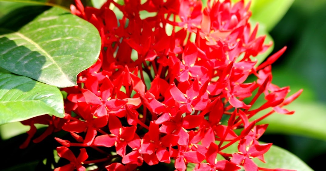 Cherishing India.....: Flowers of Odisha: part I......