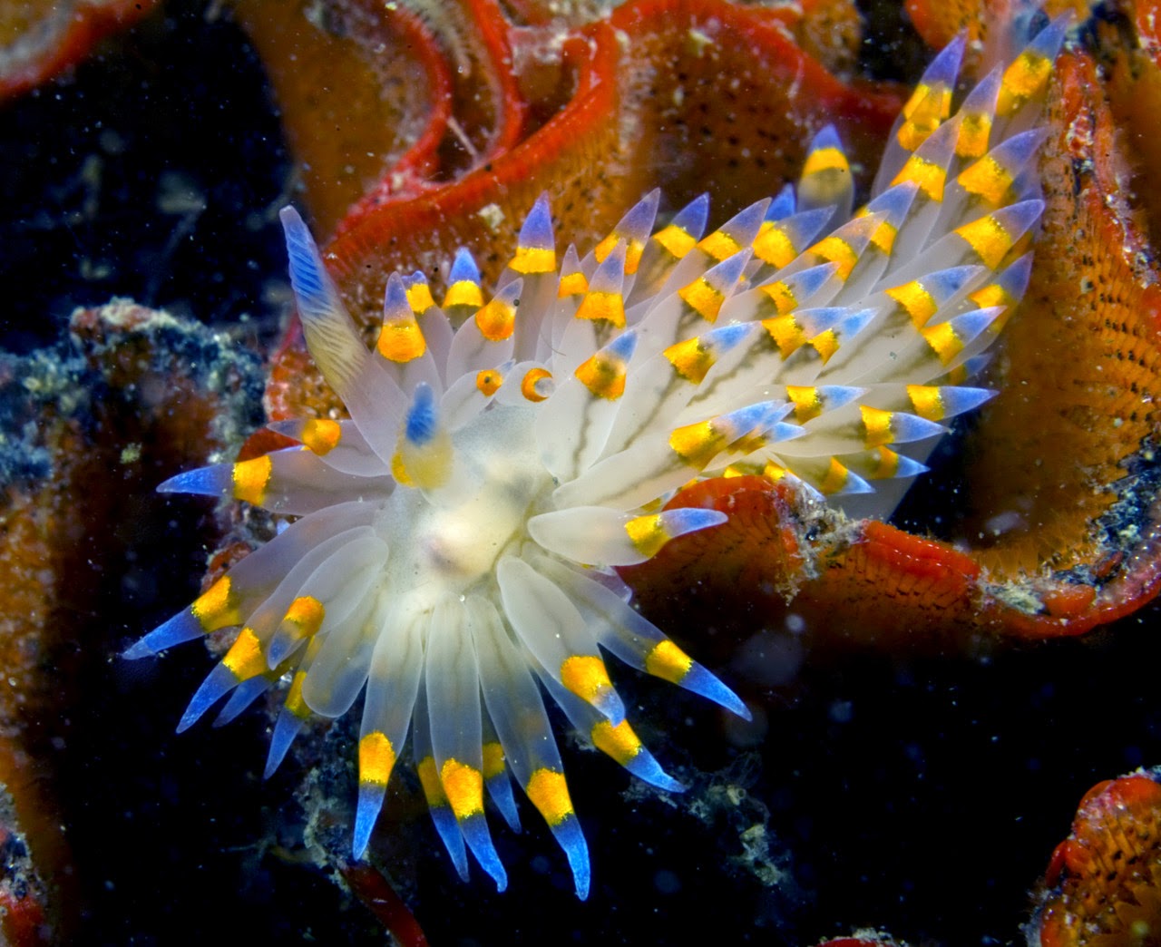 Vicki Lane Mysteries: Of Nudis and Nudies