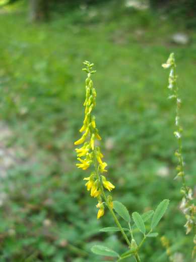 Unis Vers Nature: Une saveur vanillée : Le Mélilot