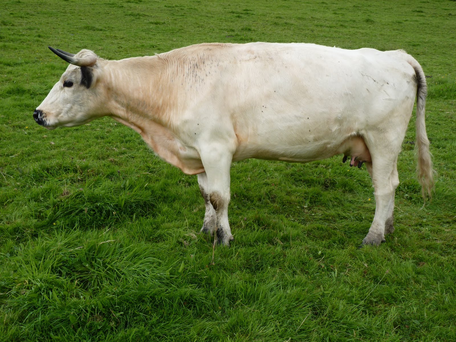 TEILO WHITE PARK CATTLE: White Park Cattle For Sale, August 2011