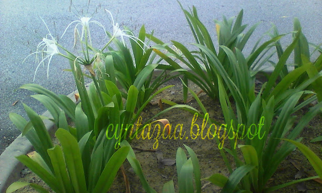 Cara Mudah Menanam Pokok Bebawang Hippeastrum ( Lily ) - Hidup Untuk ...