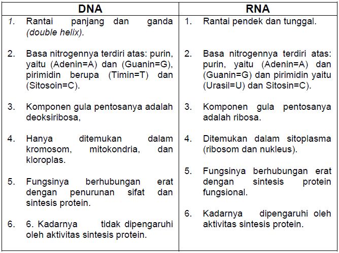 Pengertian dan Struktur Molekul DNA, Proses Replikasi DNA serta ...