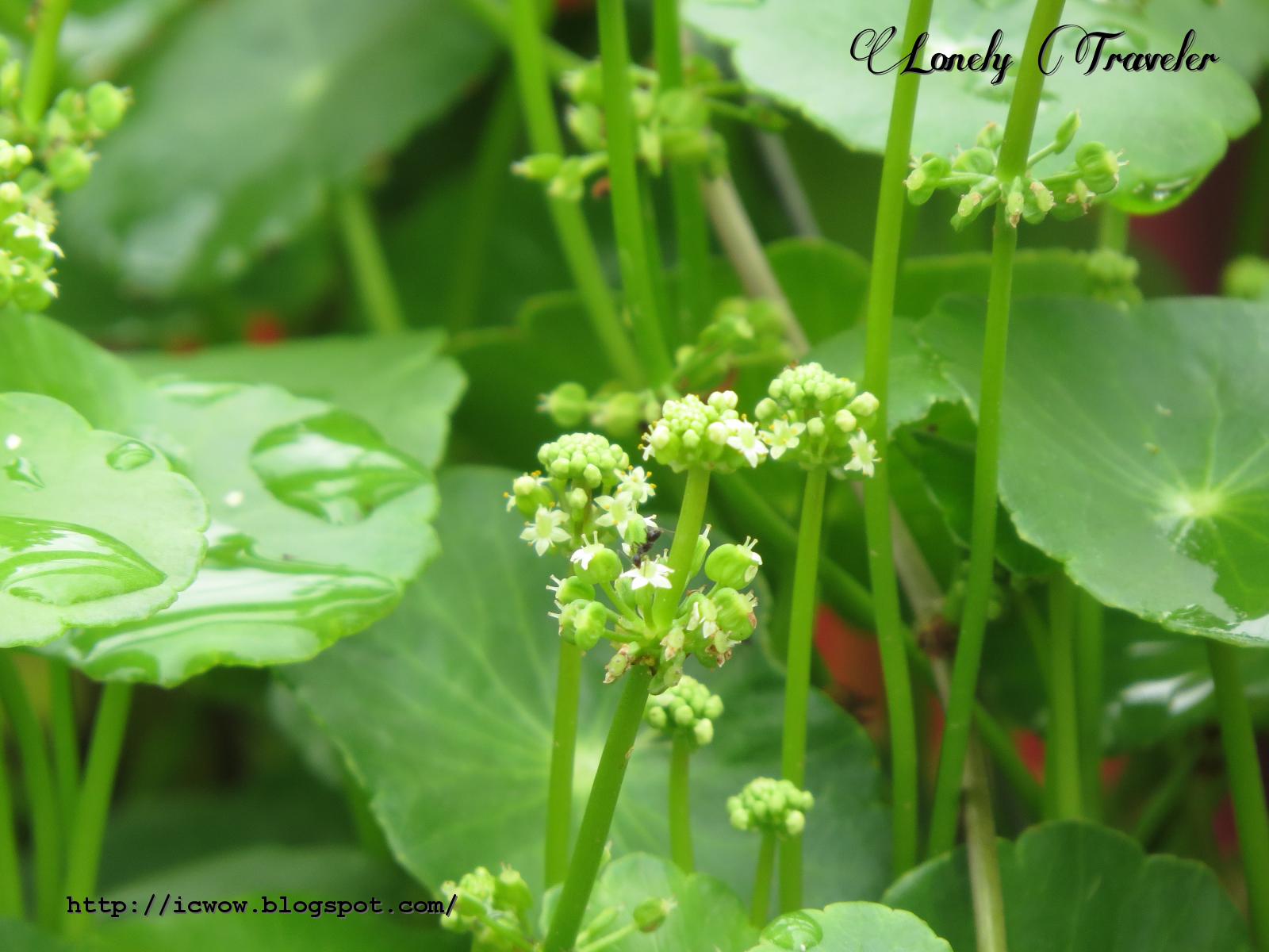 Water pennywort - Hydrocotyle ranunculoides