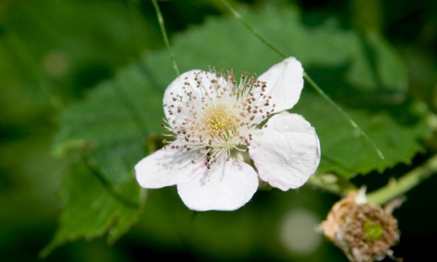 DIÁRIO COM A NATUREZA: 30 DE JUNHO - AMOREIRA - AMORA - FRUTA - FLOR ...
