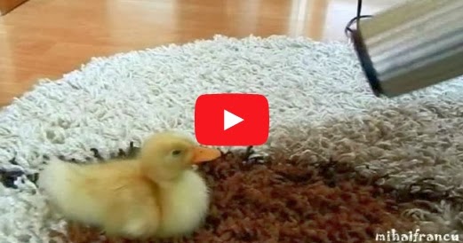 The Cutest Pet Duckling Ever! - Awwwww - So adorable - Must Watch Video