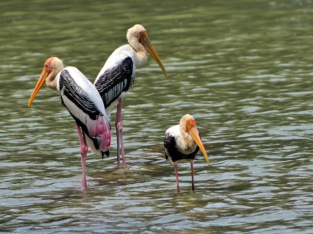 MaiLensa: Burung Botak Upih
