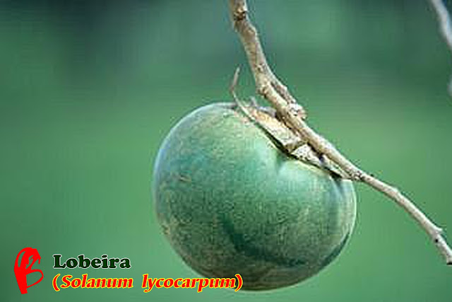 Unaienses: FLORA MEDICINAL - A Lobeira e suas propriedades medicinais ...