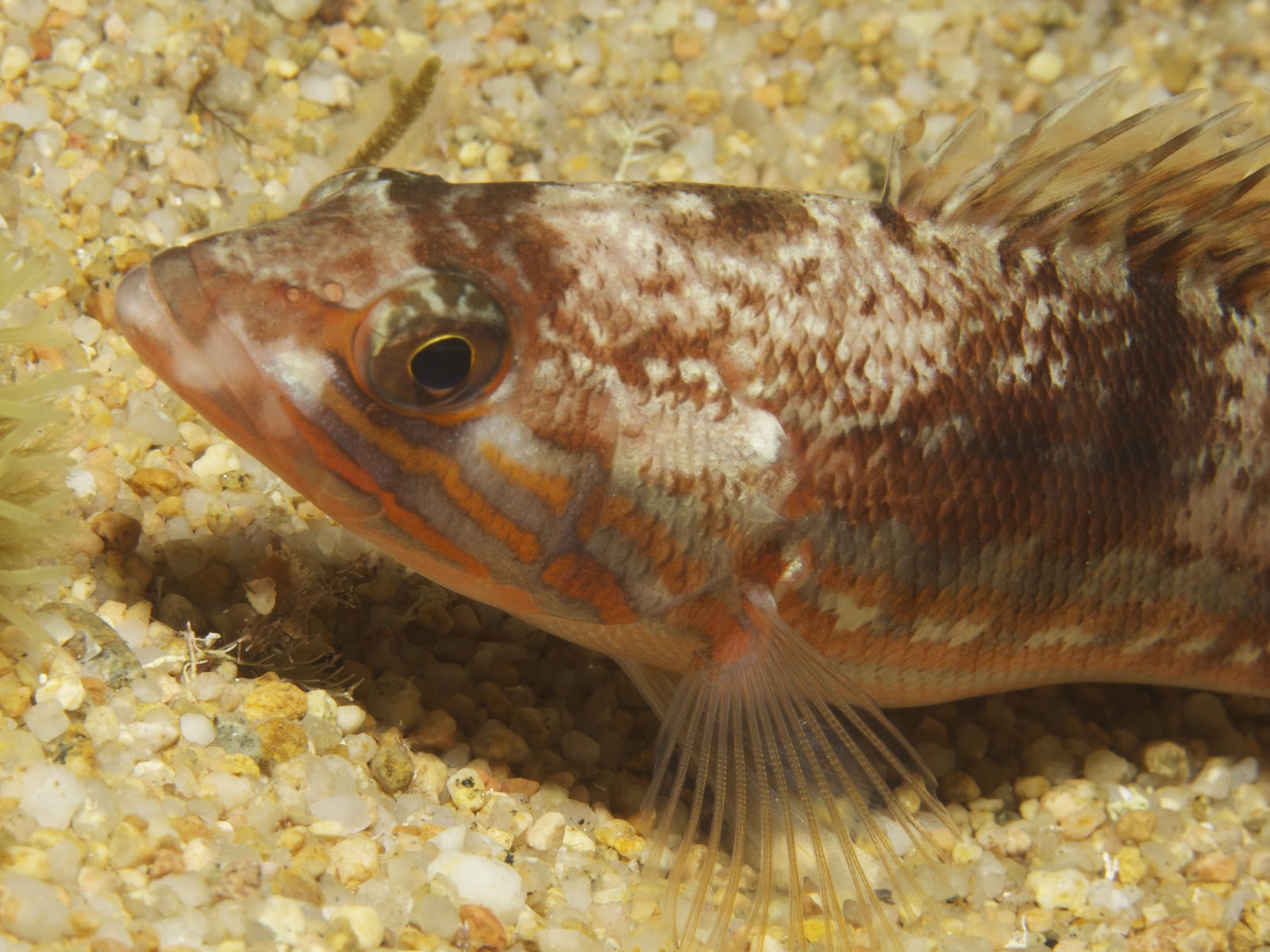 Iluminación Profunda: Serranus hepatus
