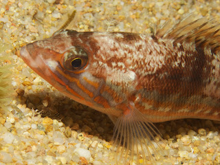 Iluminación Profunda: Serranus hepatus