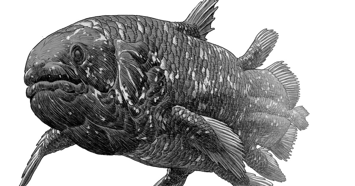 Pietro's Paleoart: Coelacanth