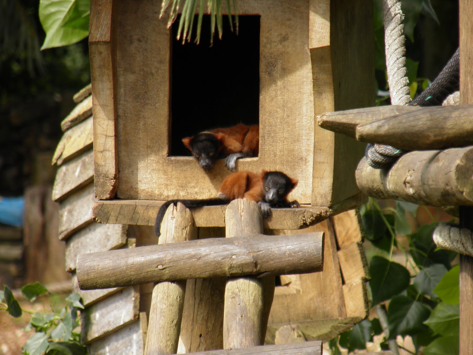 OS SACA-RABOS: A nossa visita ao Zoo de Lagos - TURMA C