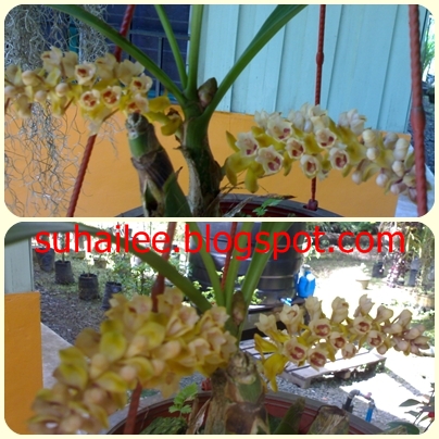 orkid liar : orkid liar / hutan dan kacukan