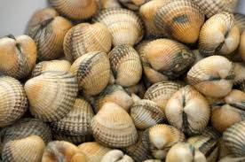 Dillon Beach Fishing