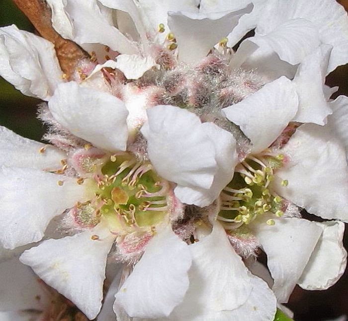 Esperance Wildflowers: Agonis baxteri