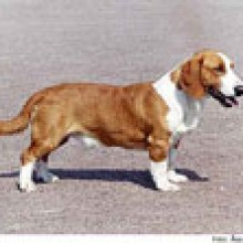 Perro Drever o perro tejonero sueco | Perros callejeros