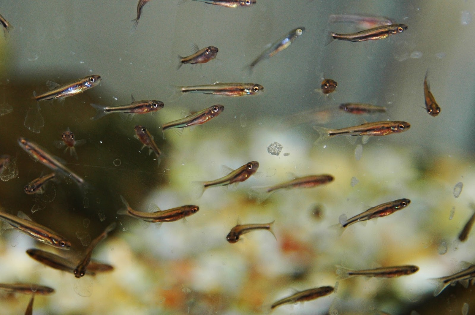 The Aquarist's Life: Successful reproduction of Rainbow shiners in ...