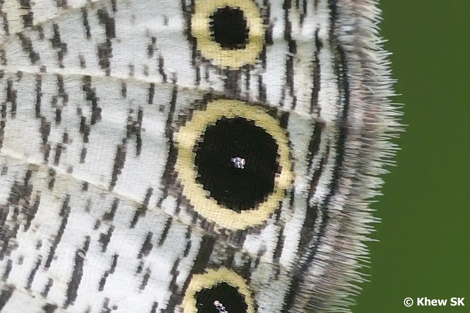 Butterflies of Singapore: Butterfly Eyespots