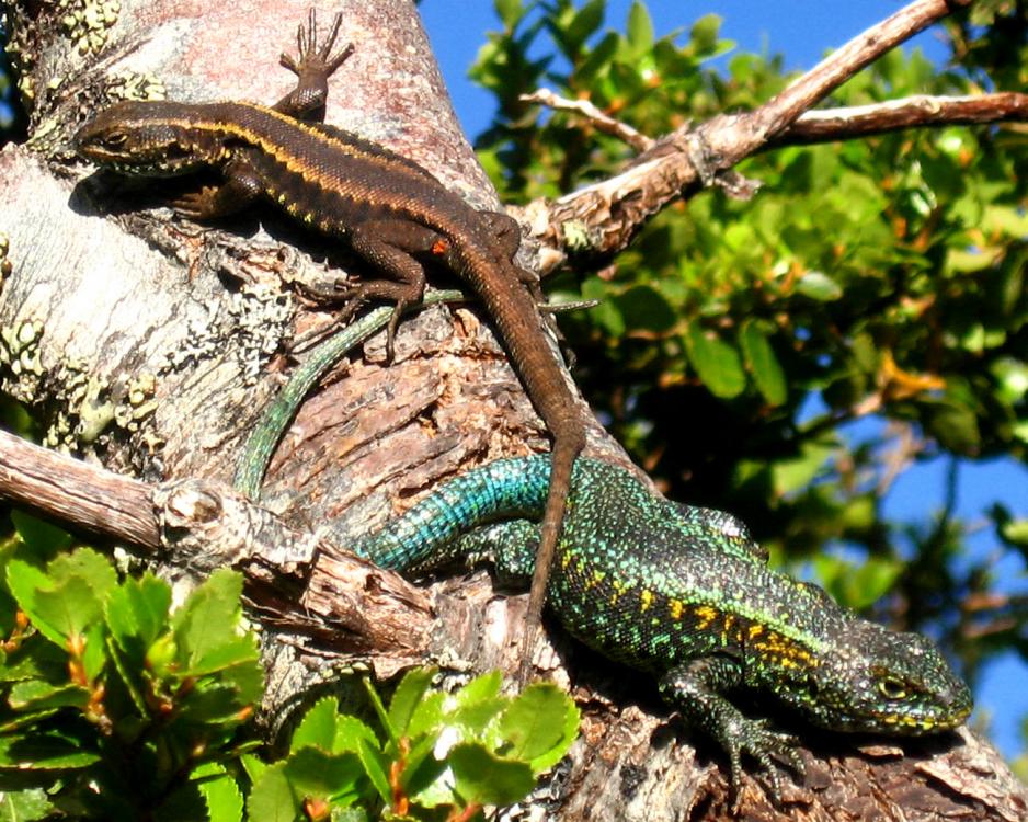 Reptossaurus: Imagens de Lagartos - Parte II