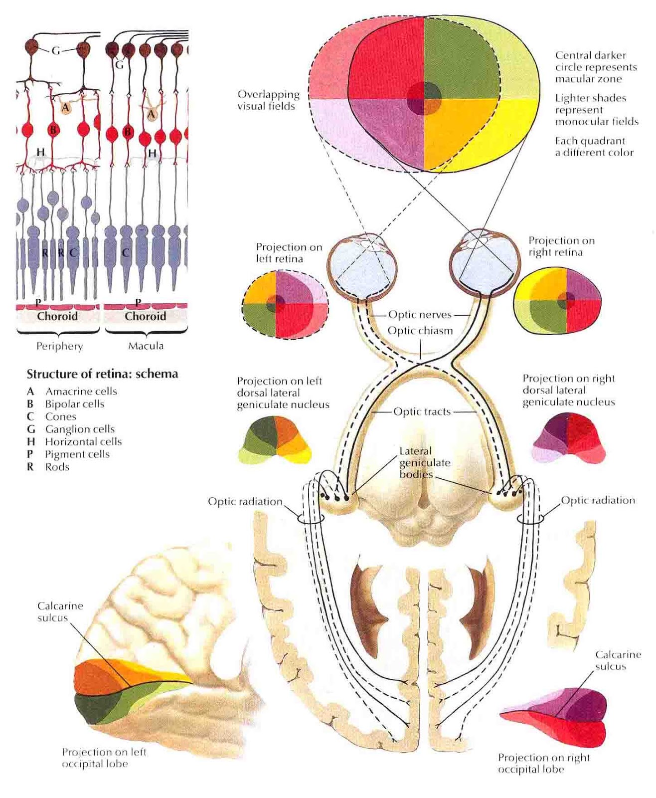 Pillole di Studio: FUNZIONE VISIVA: OCCHIO