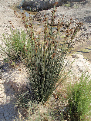HERBARIO VIRTUAL DE BANYERES DE MARIOLA Y ALICANTE: Juncus acutus ...