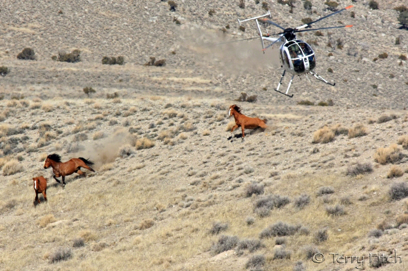 Save the Mustangs: Photos of BLM Roundups