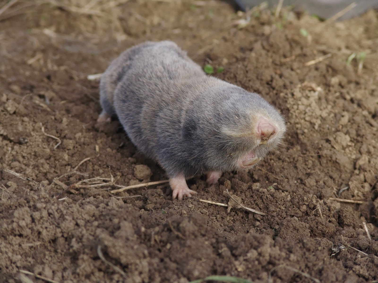 Society for Conservation Biology Europe Section: Last chance of a ...