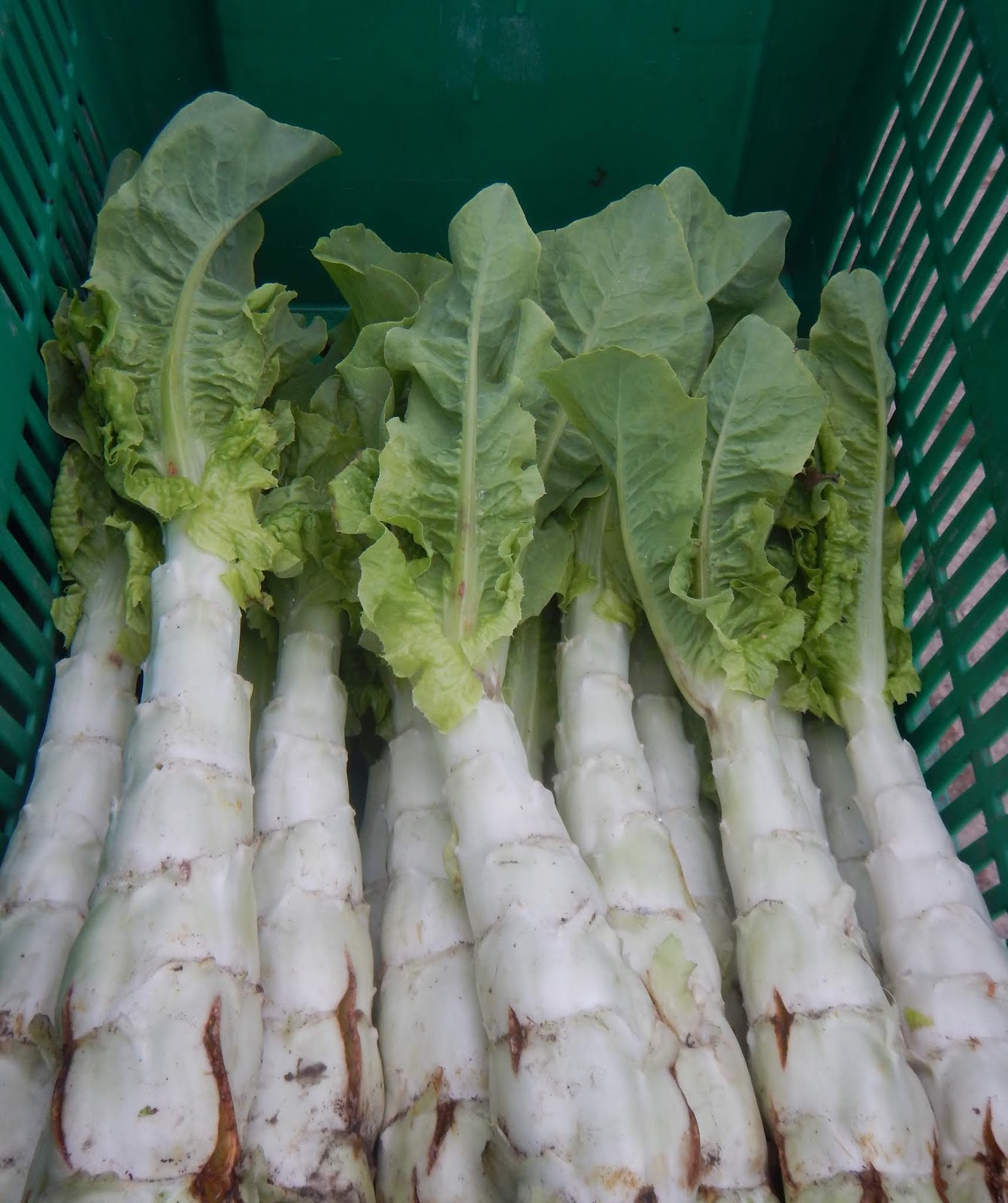 Harmony Valley Farm: June 21, 2018 - This Week's Box Contents ...