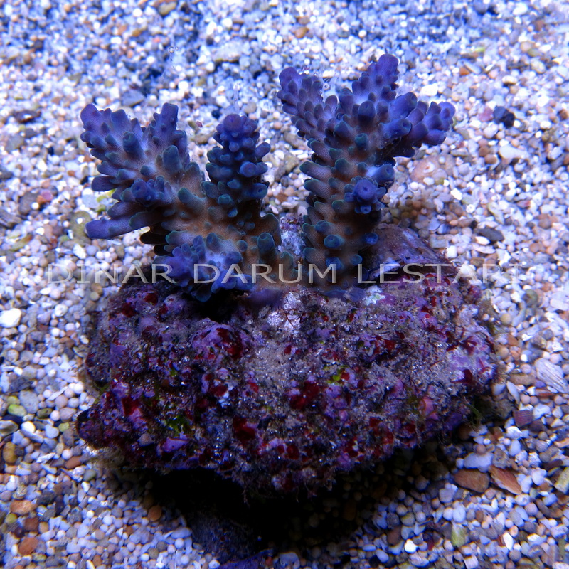PT. DINAR DARUM LESTARI: Acropora spp