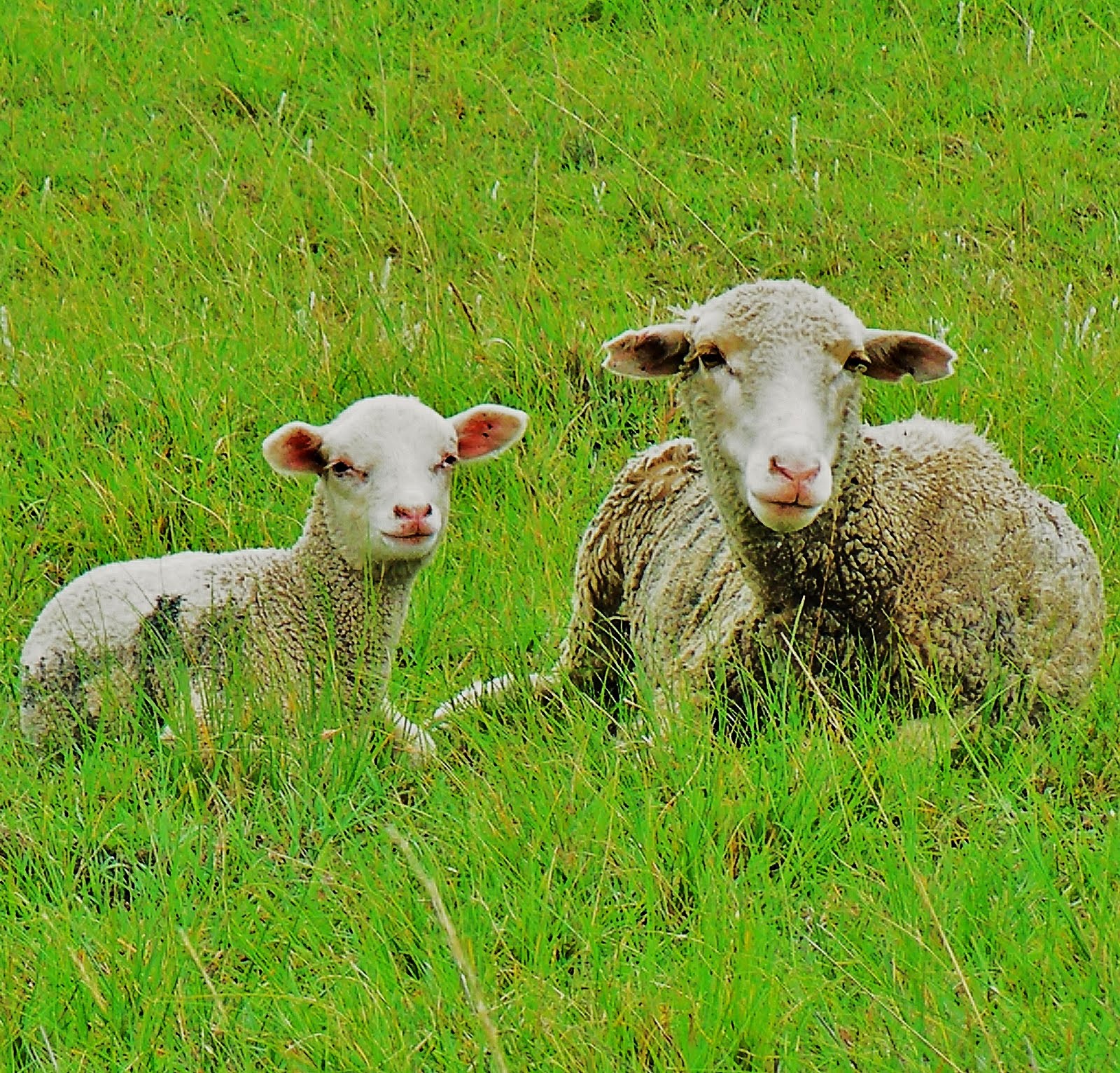 Go with Henry: The outback of South Africa - Libode in the Transkei