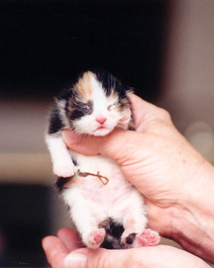 Cattery Namaskar - Sagrados de Birmania: Síndrome del gatito débil ...