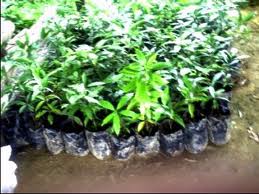 BIODIVERSIDAD COLOMBIANA